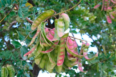 Tara: Otro gran potencial para enriquecer la sierra | Lampadia